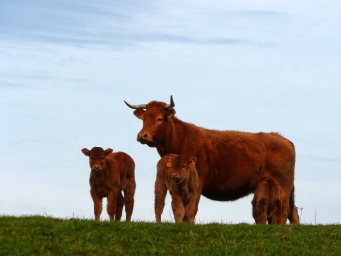 La Ferme du Martray | Rives du Morvan Tourisme